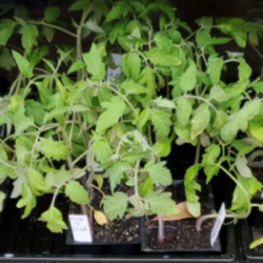 Florida 91 Tomato Garden Starters | From our Home(stead) to Yours