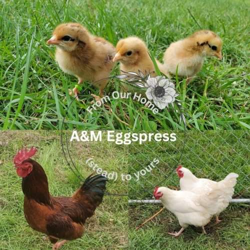 red star started pullets