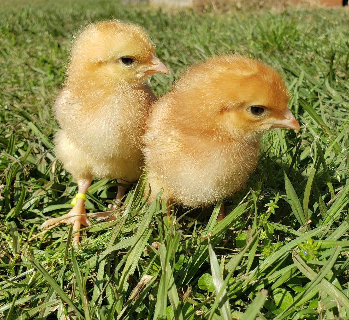 red star started pullets