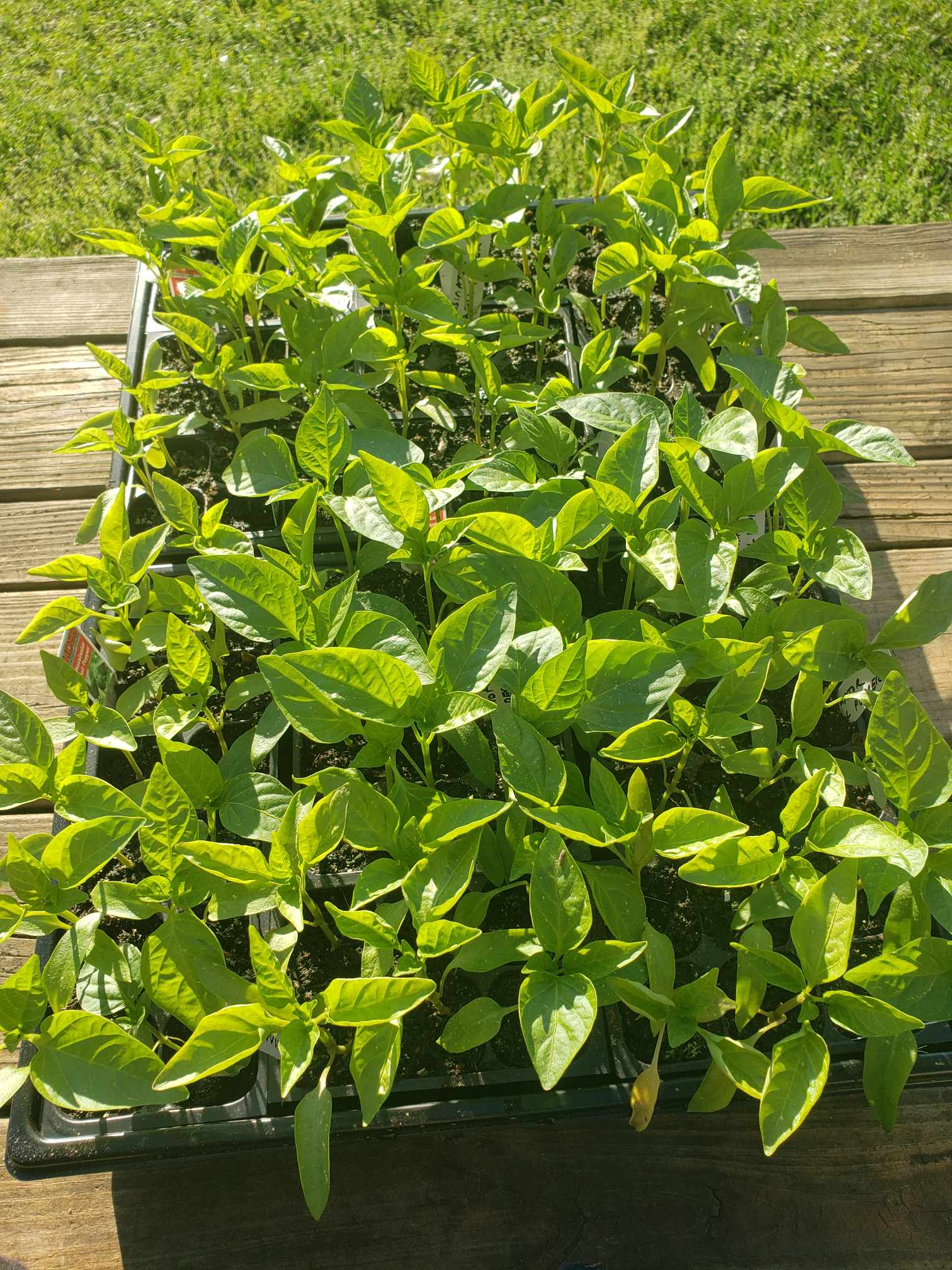 Hossinator Bell Pepper | From our Home(stead) to Yours