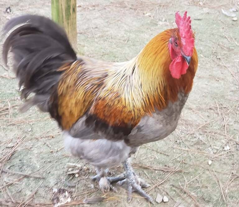 French Blue Copper Maran | From our Home(stead) to Yours