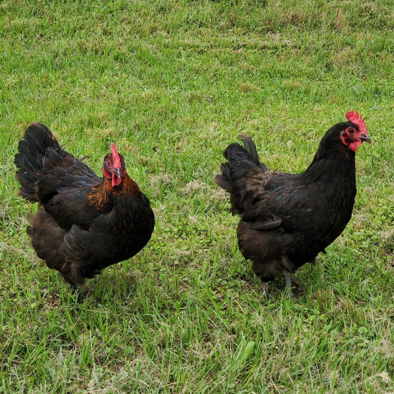 French Black Copper Maran Rooster