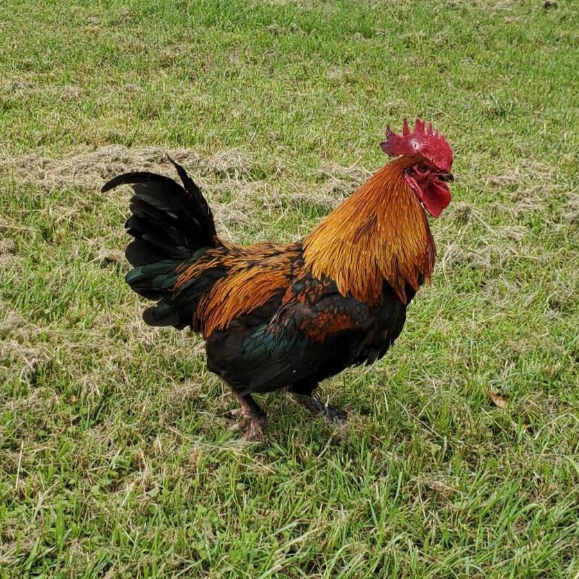 French Black Copper Maran Rooster