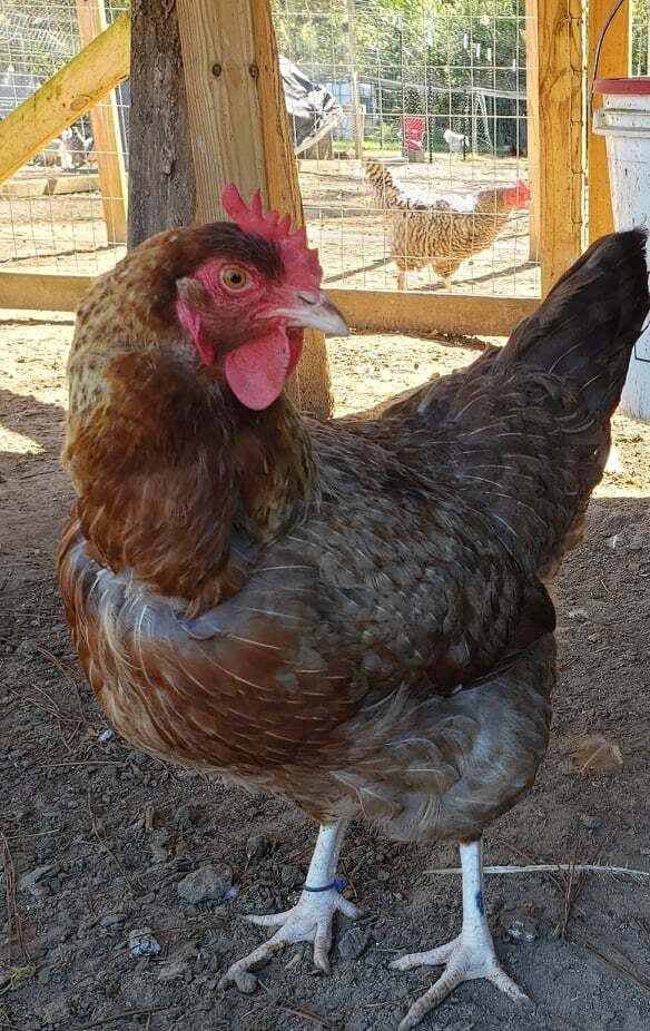 Bielefelder Pullet Chicks | From our Home(stead) to Yours